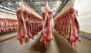 Van der Mey | Fresh Meat & Bacon export